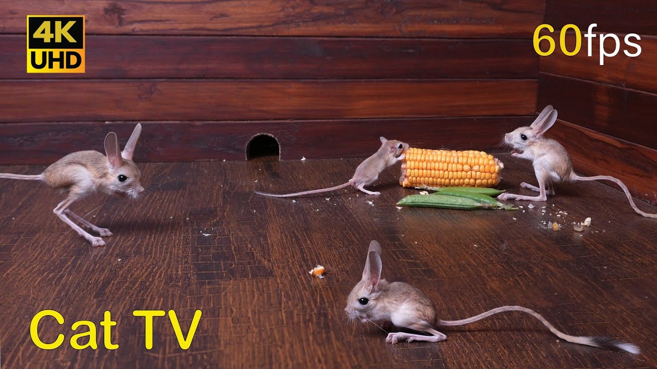 Cat Tv Cutest Mice Play Hide And Seek Ultimate Mouse Chase Fun For
