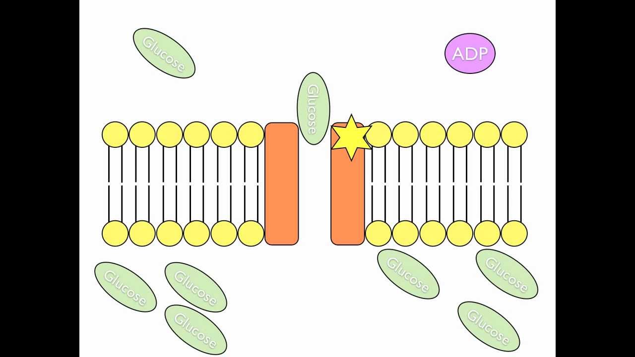 Active Transport Animation Youtube