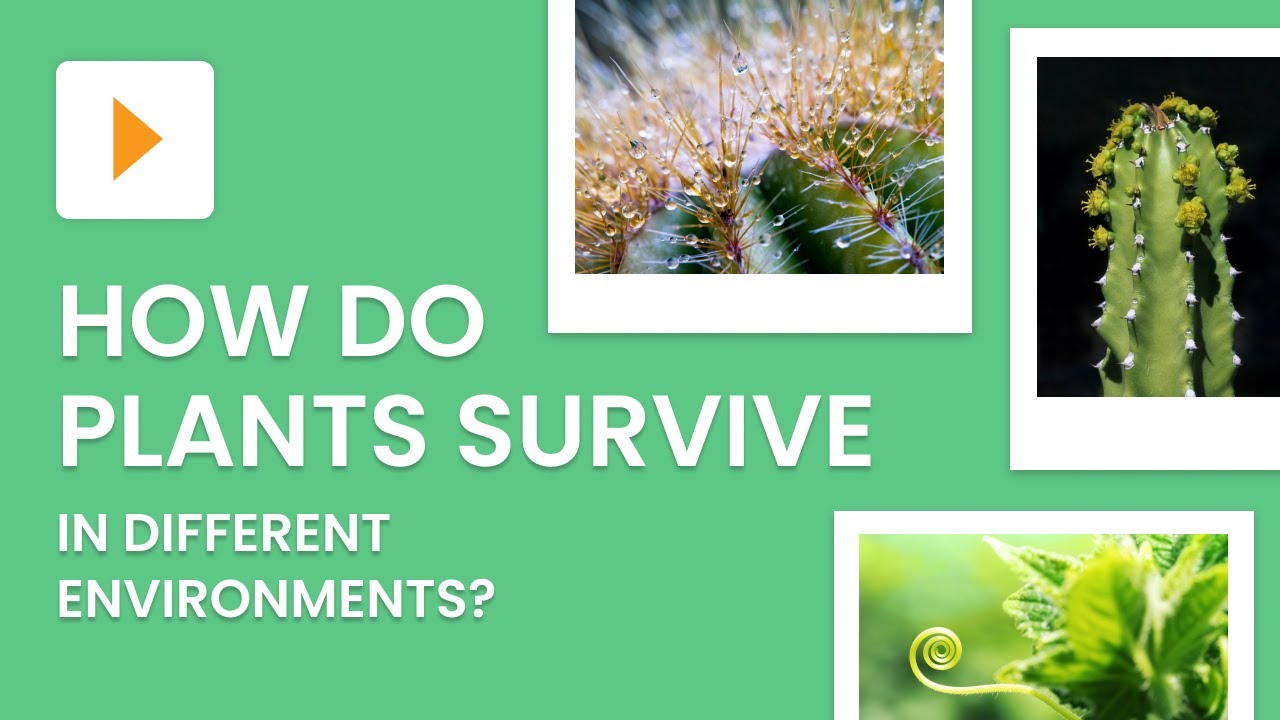 Plant Adaptations Explained Science Clickview Youtube