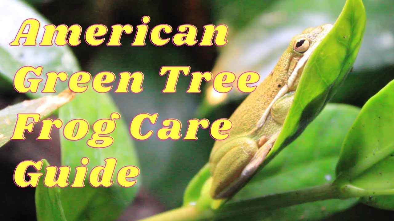 American Green Tree Frog Care Guide 2022 Youtube