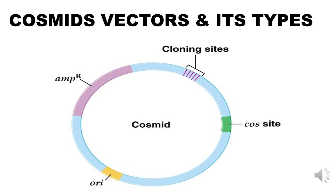 Cosmids Vectors And Its Types Youtube