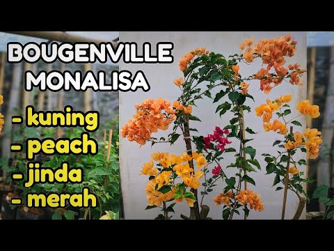 Bougenville Monalisa Youtube