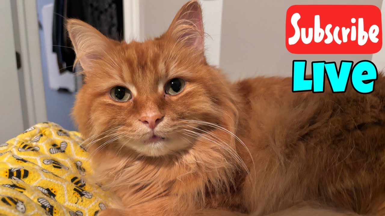 Tgif Happy Friday Live Stream Youtube