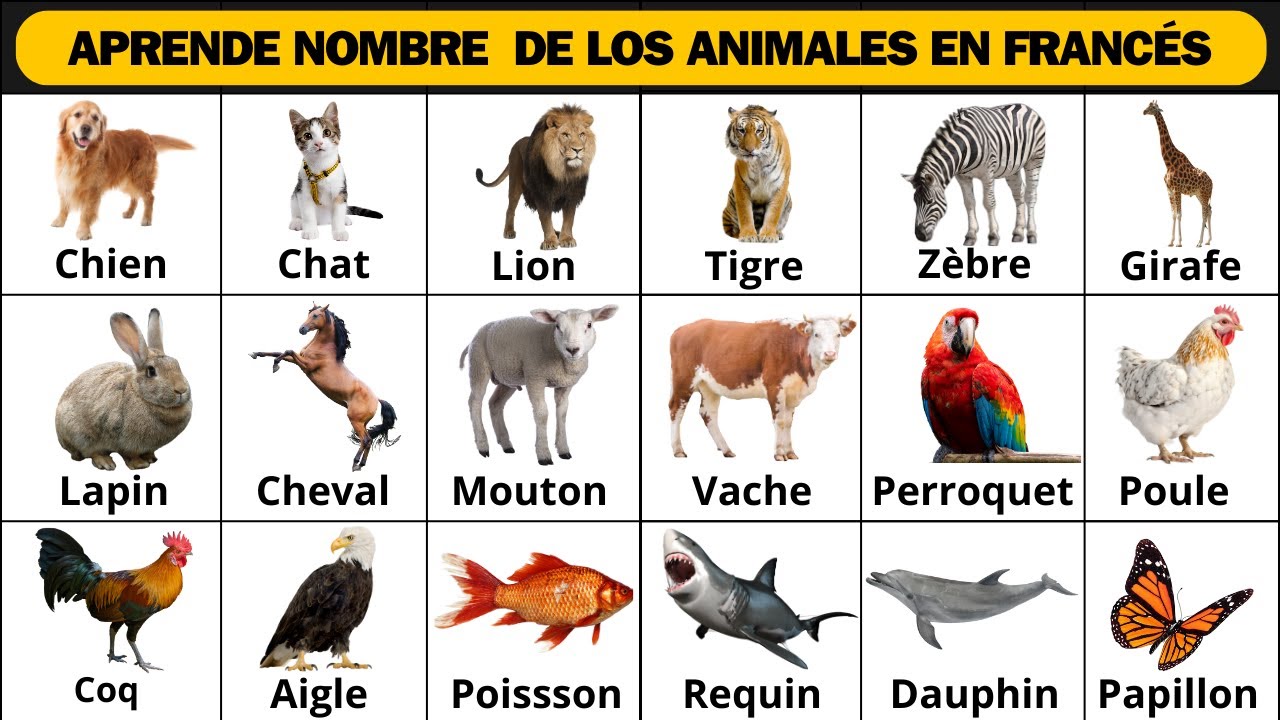 Domina Nombre De Los Animales En Francﾃ唄 答 Francﾃ唄 Desde Cero Para
