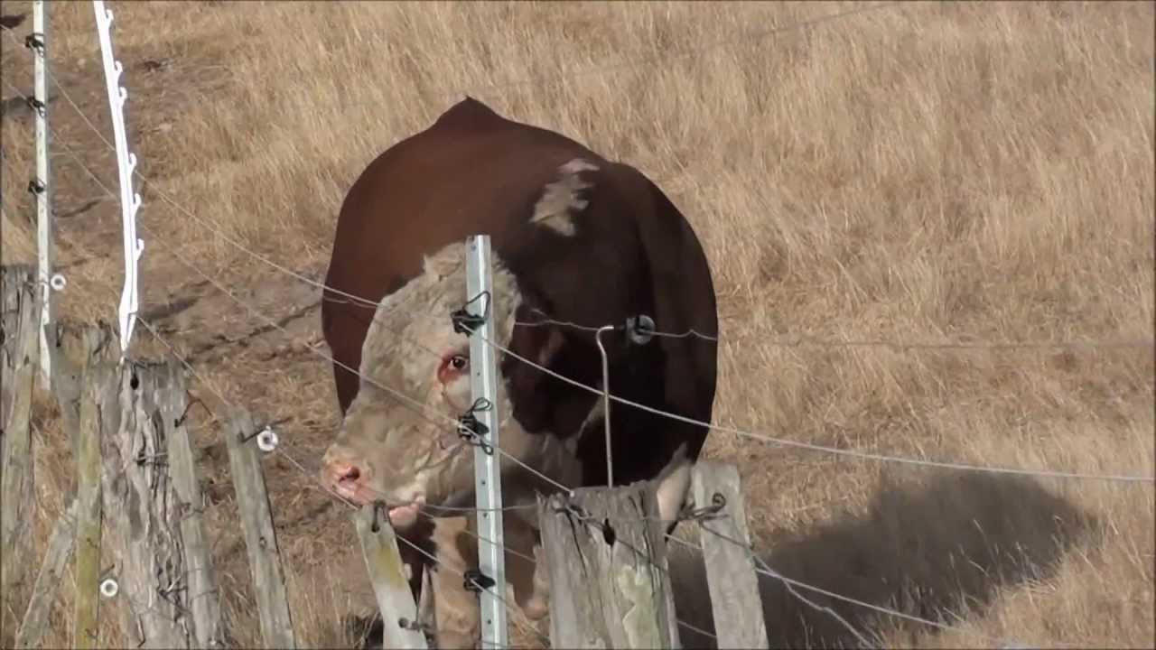 Fencing Electric Cows At David Oldham Blog