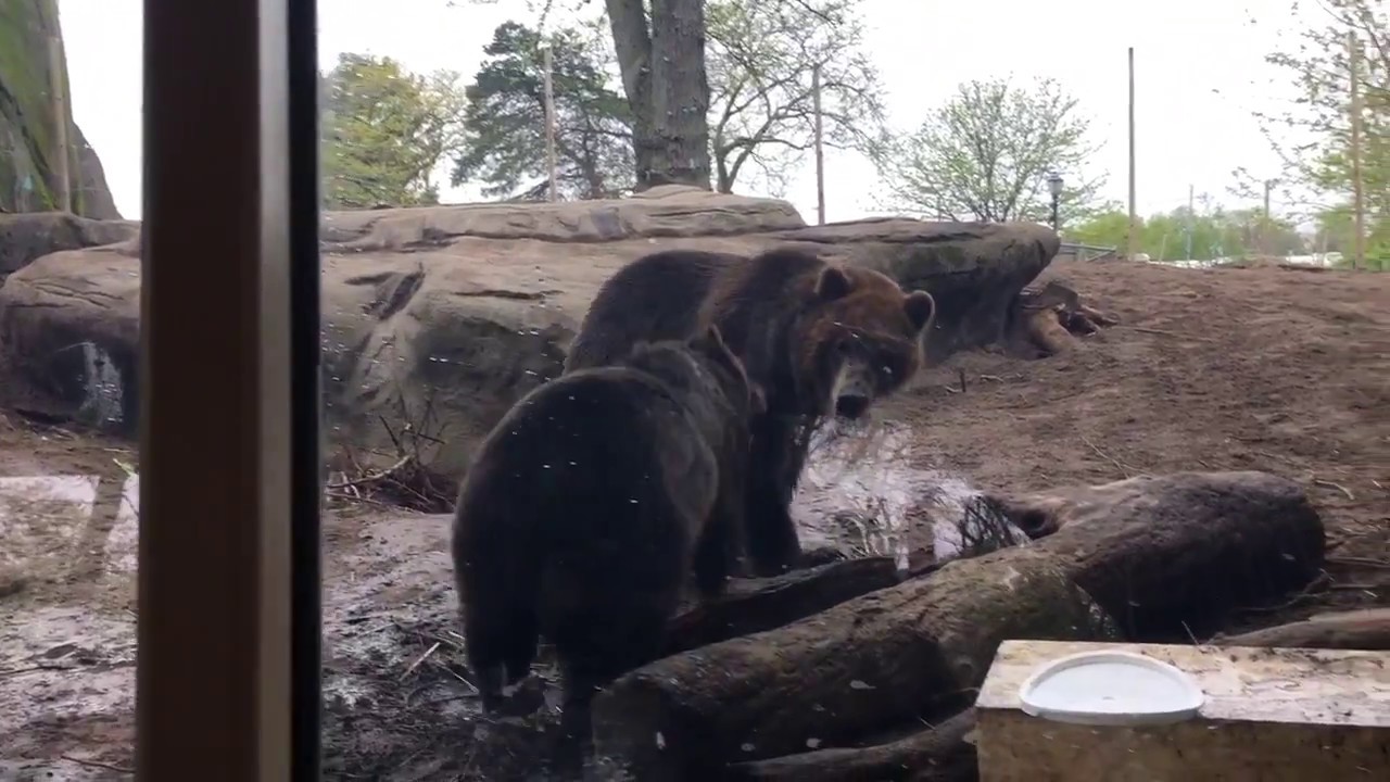 Bears At The Toledo Zoo Youtube