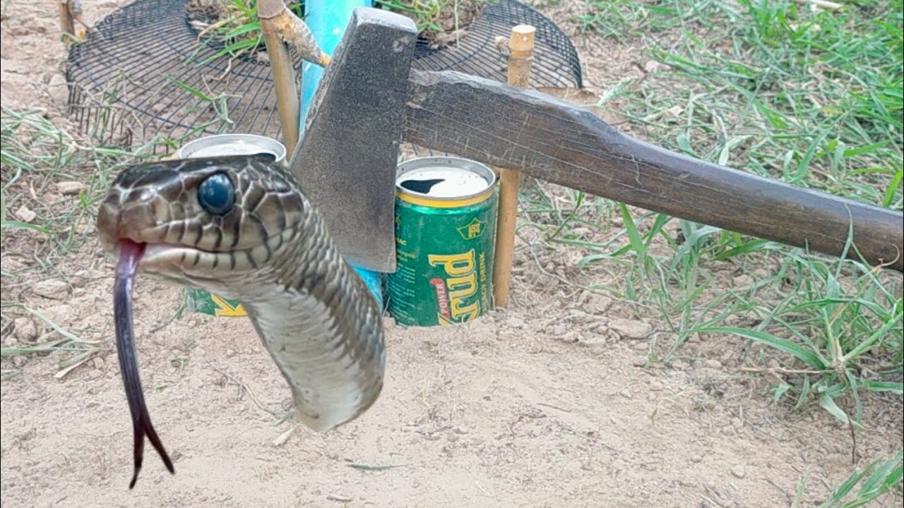 The Best Video Creative Snake Trap Easy Youtube