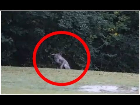 The Legendary El Chupacabra New Sighting 2013 Youtube