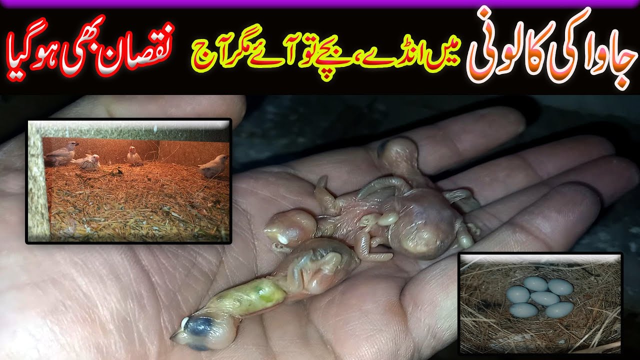 Java Sparrow Breeding Progress In 2023 Youtube