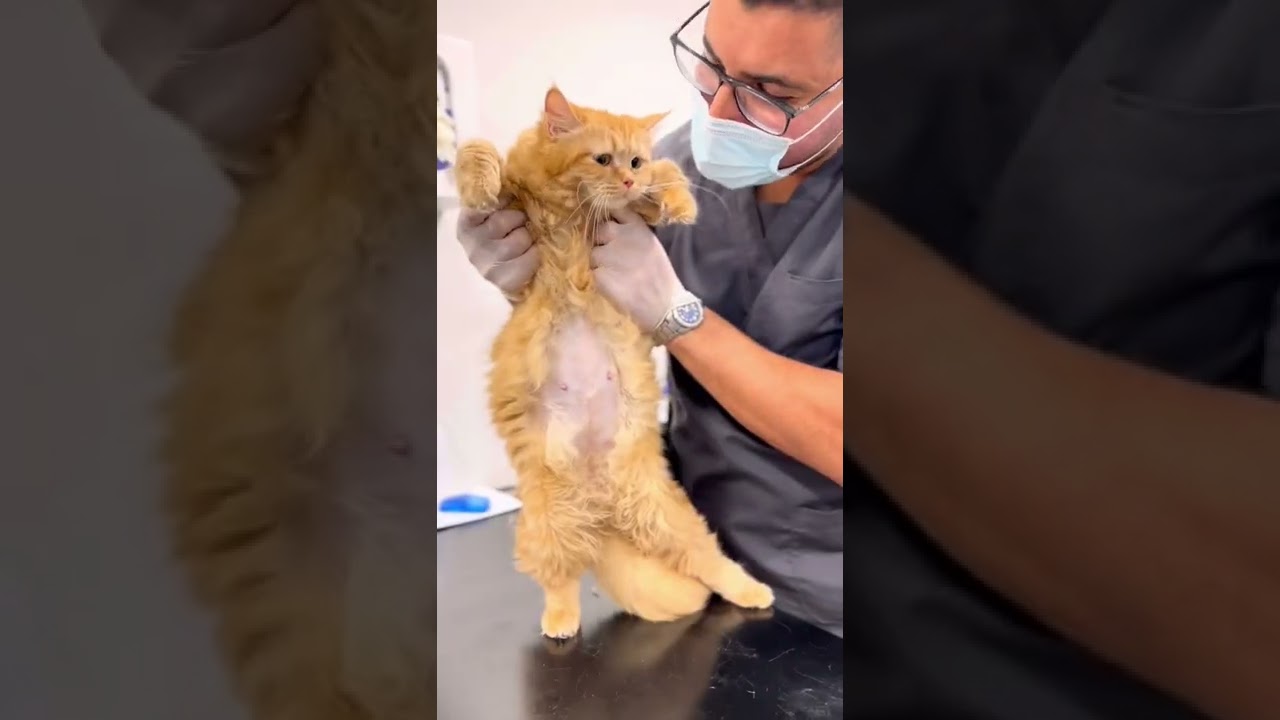 Pregnant Cat Gave Birth To Four Kittens рџђ вђ Housepetscare