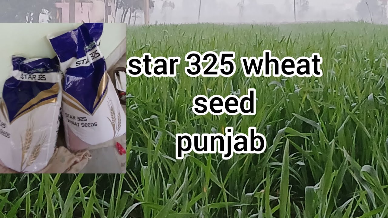 Star 325 Wheat Seed Punjab Star 325 Wheat Seed 75 à à à à à Star 325 à à à