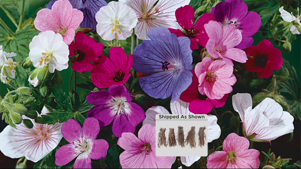 Breck S Mammoth 5 Pc Fragrant Hardy Geranium On Qvc Youtube