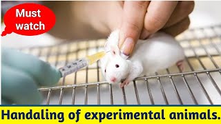 Handaling Of Experimental Animal Microbiology Lab Experiment Global ...