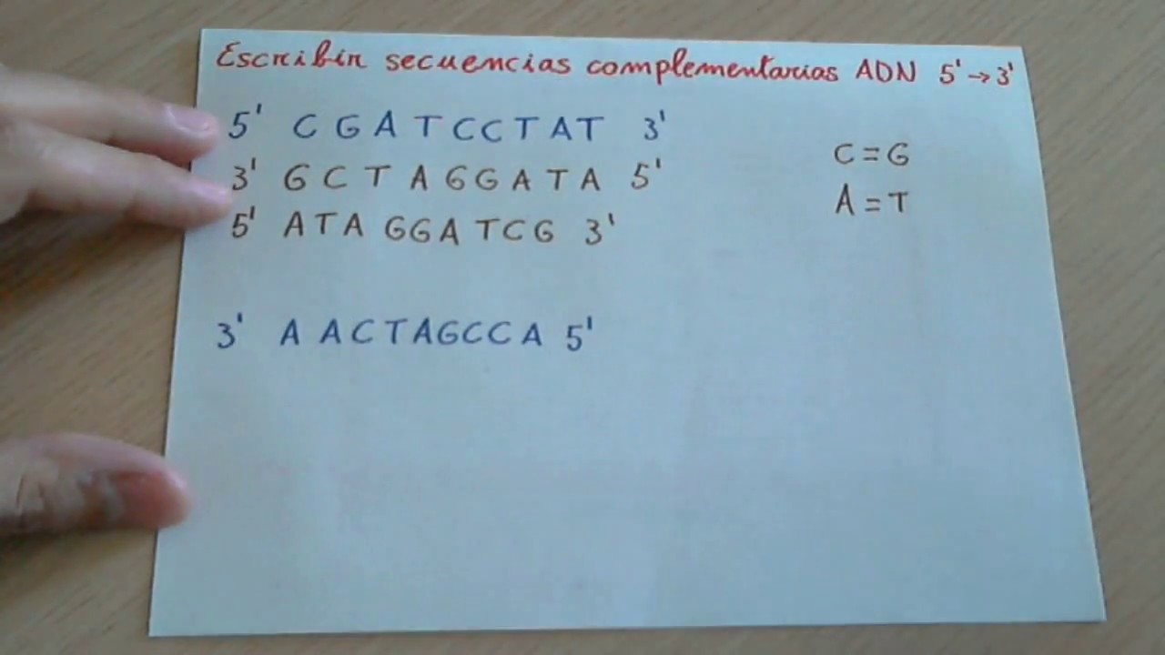 Ejercicio Replicar O Duplicar Una Cadena De Adn Secuencia