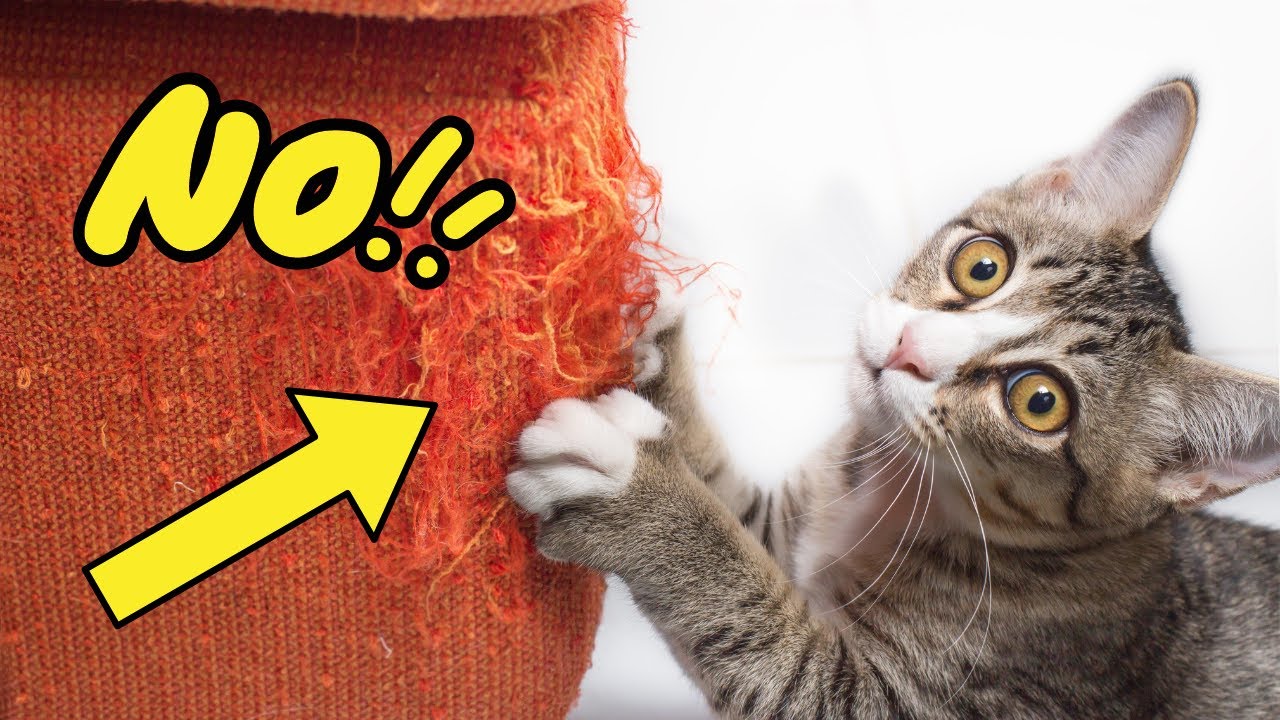 How To Stop Your Cat From Scratching Furniture 10 Methods