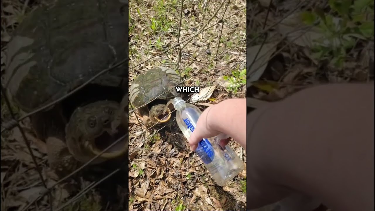 Box Turtles More Dangerous Than You Think