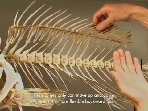 Reading Bones The Fish Skeleton Youtube