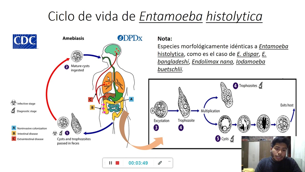Entamoeba Histolytica Y Su Ciclo Biológico Youtube