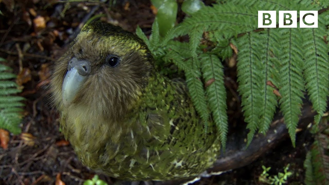 Kakapo Bird Gif