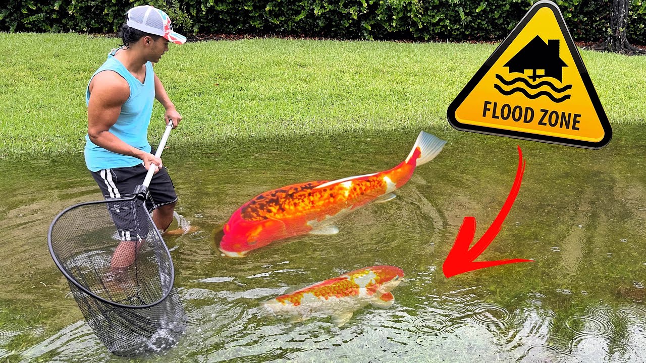 Saving Fish From Flash Flood Youtube