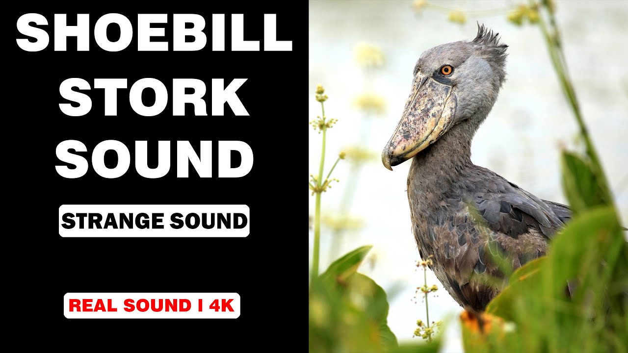 Real Shoebill Stork Sounds High Quality Unique Nature Experience