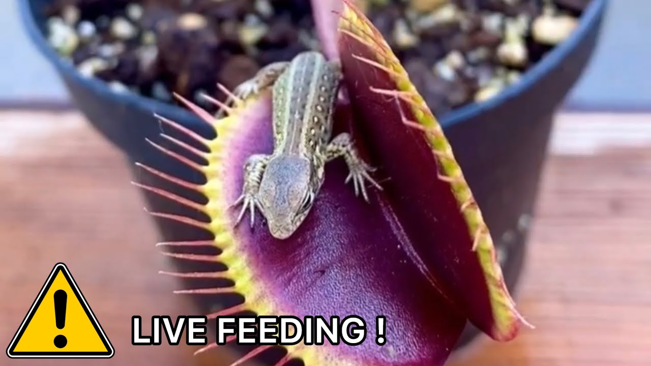 Venus Flytrap Eats A Lizard Whole Live Feeding ôüá å Youtube