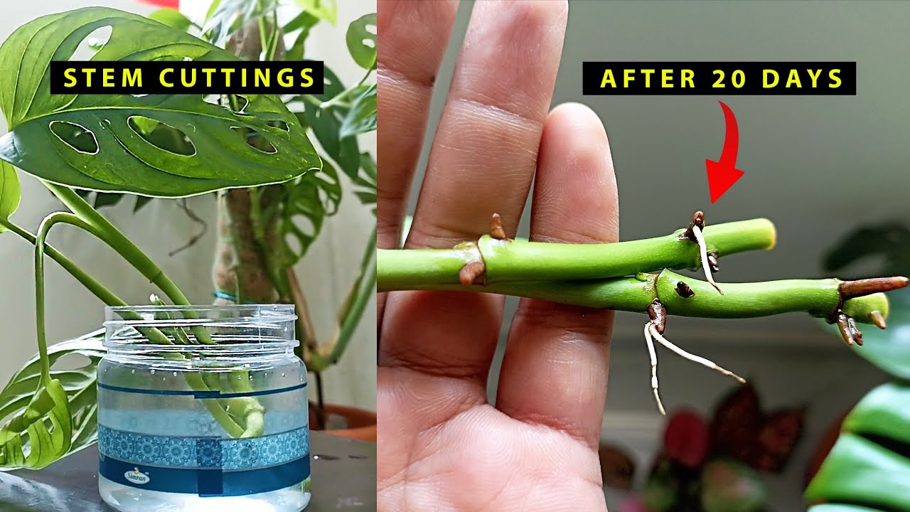 2 Easy Methods To Propagate Monstera Adansonii Within 20 Days Youtube