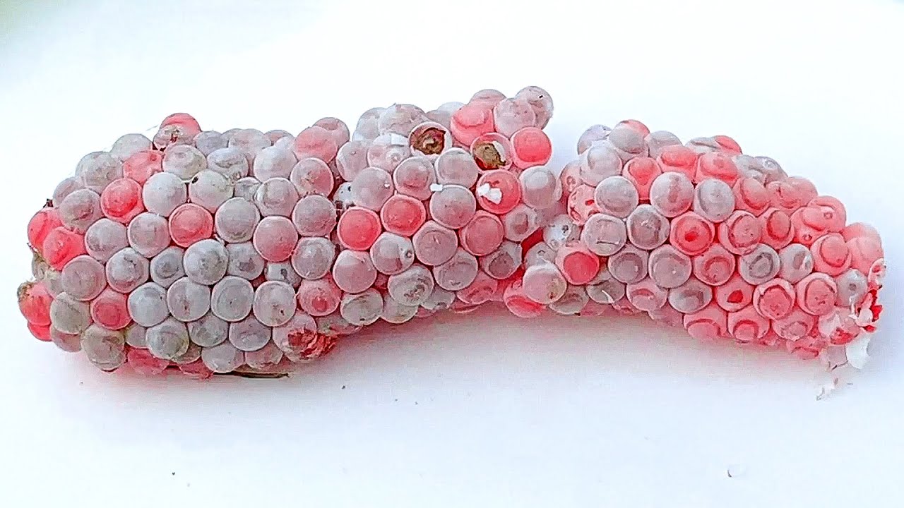 Asmr Crushed Snail Eggs Apple Snail Eggs Asmr рџђњ29 Youtube