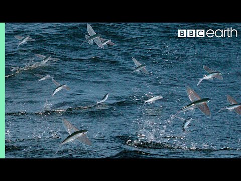Do Flying Fish Actually Fly