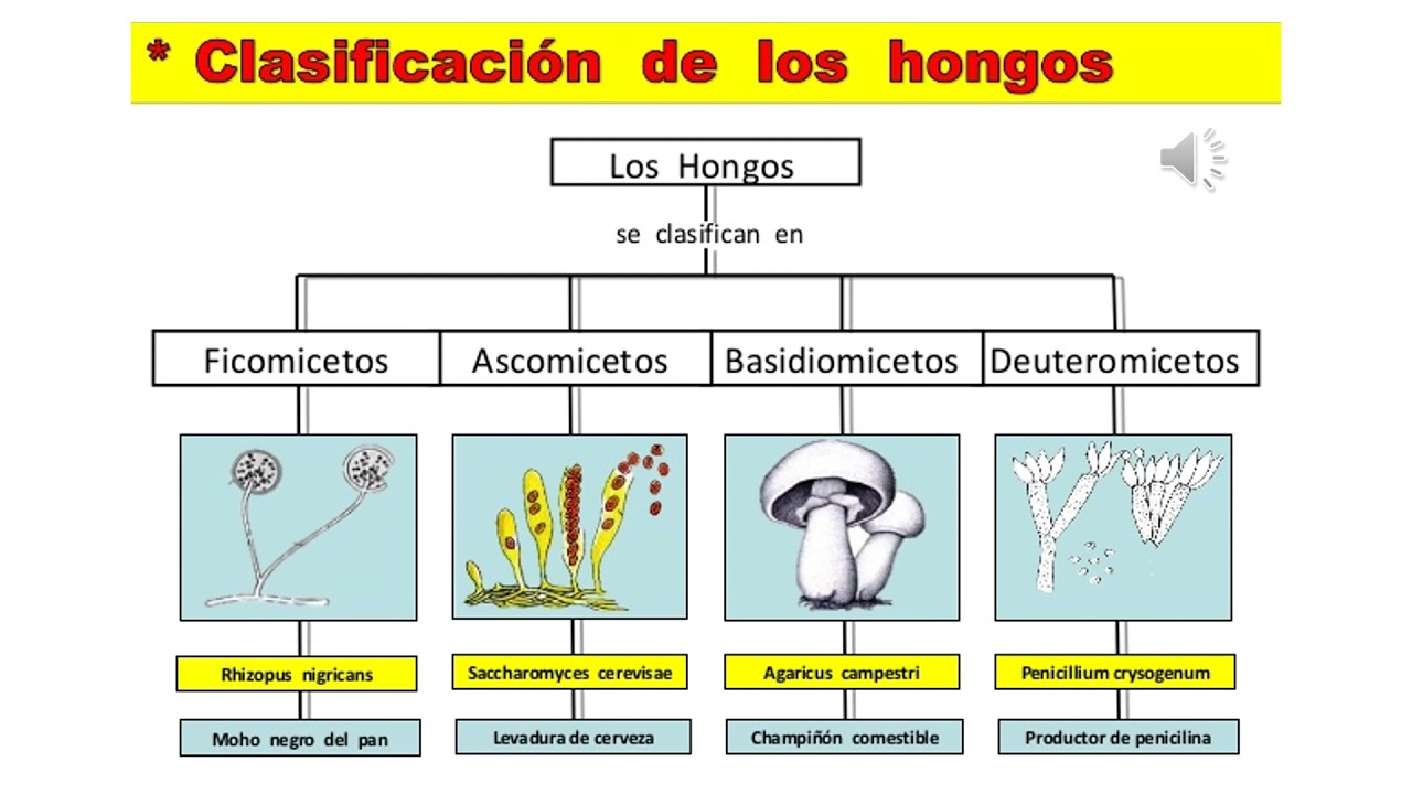 Clasificacion De Los Hongos Y Ejemplos Youtube