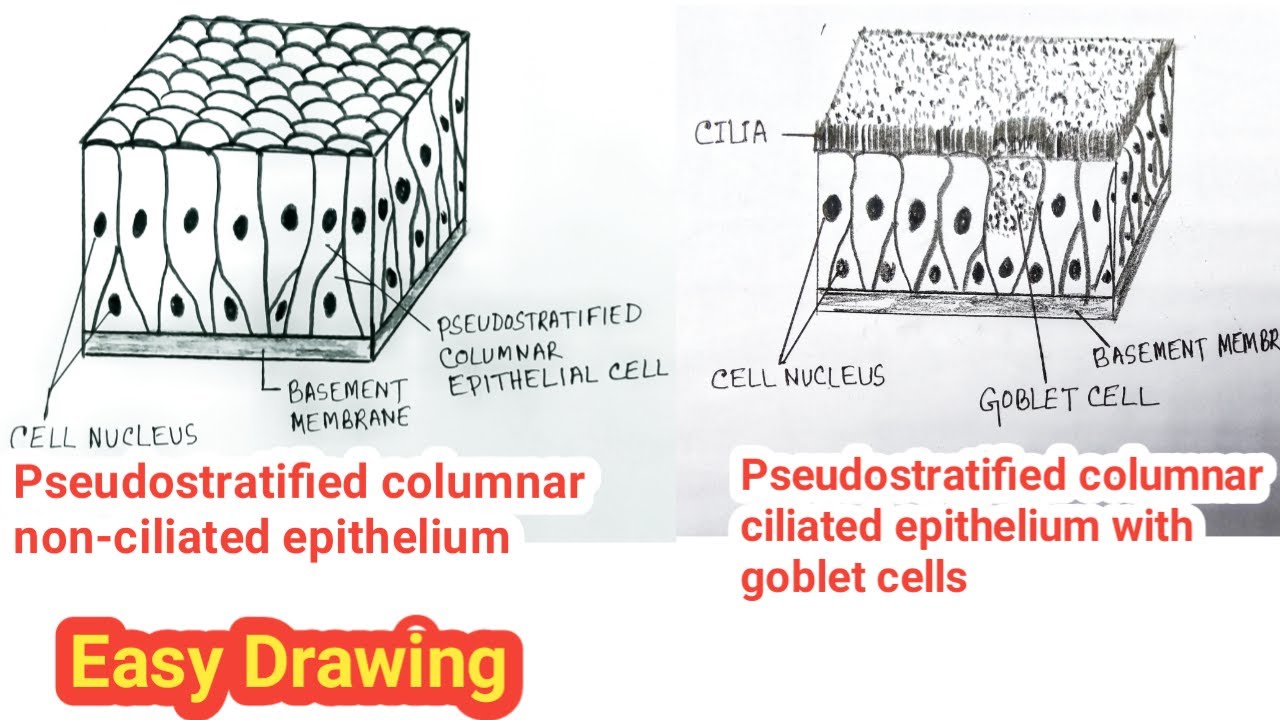Pseudostratified Columnar Epithelium Pseudostratified Columnar