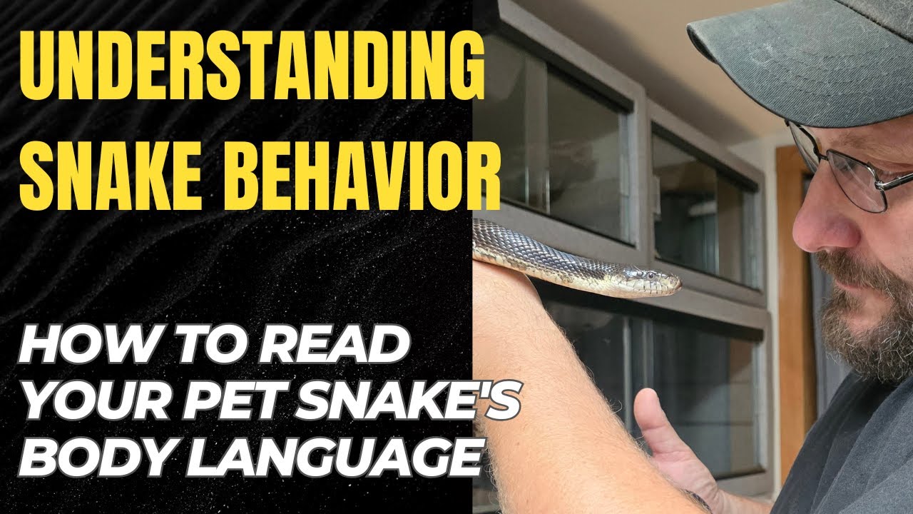 Understanding Snake Behavior How To Read Your Pet Snake S Body