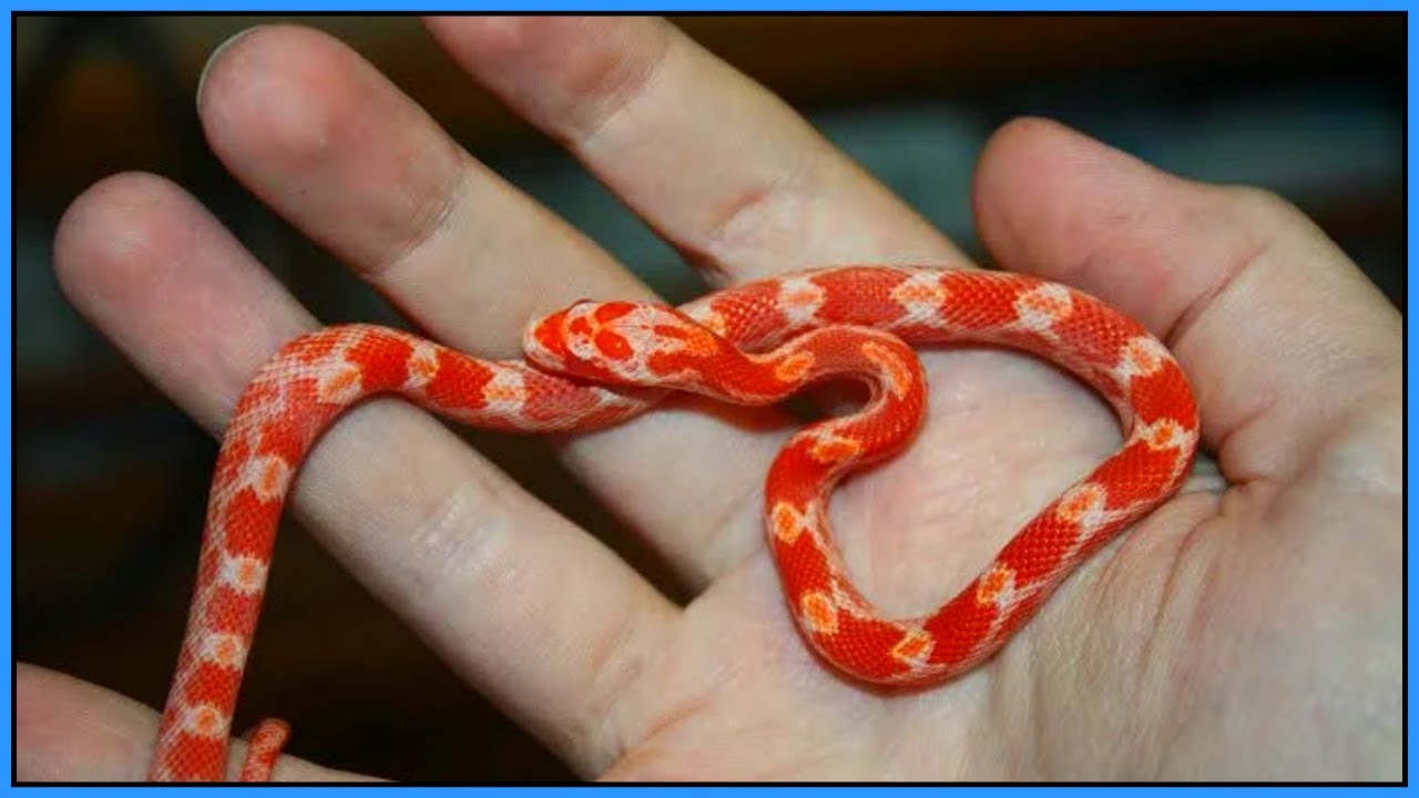 Taming And Handling Baby Snakes How To Handle Your New Hatchling