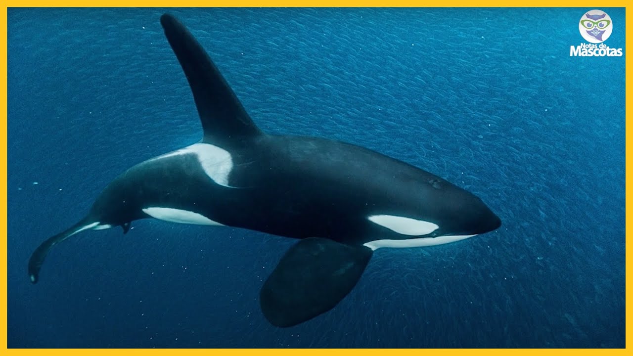 Curiosidades Y Datos Sobre Las Orcas Que Debes Conocer Youtube