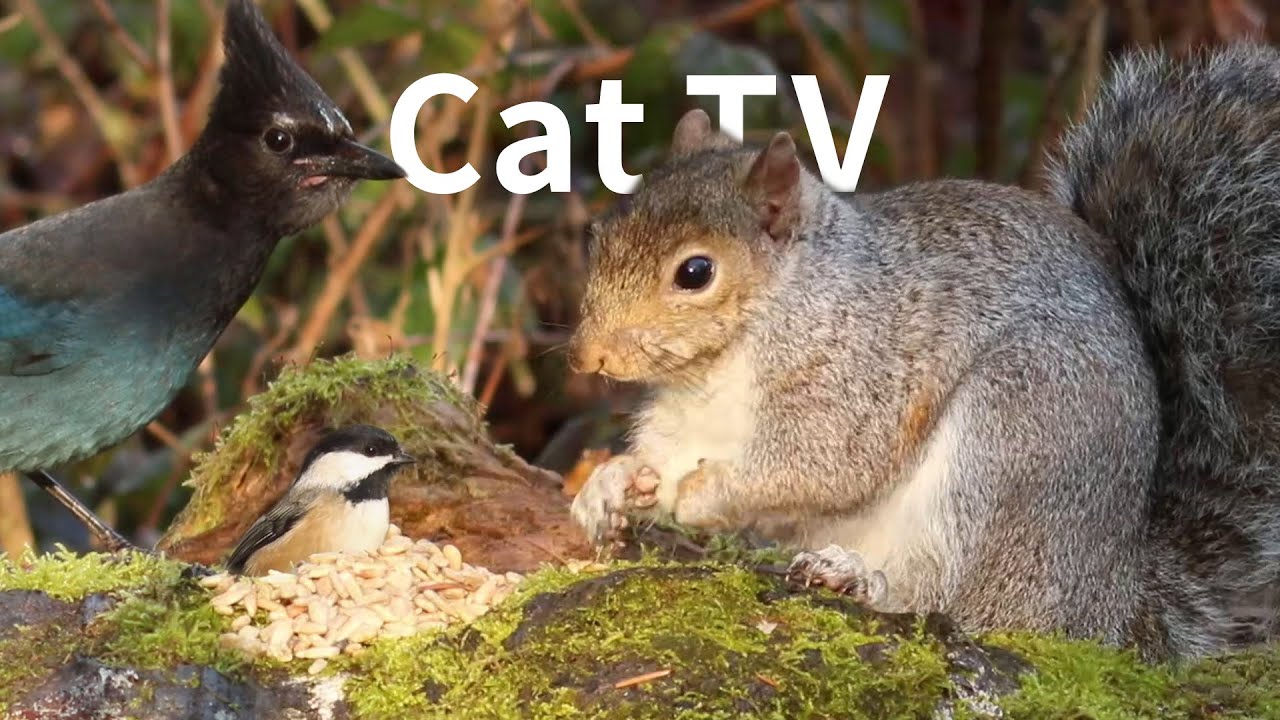 Cat Tv For Cats To Watch Beautiful Birds And Squirrels In Canadian