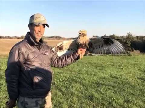 Rough Legged Hawk Cape May Raptor Banding Project Youtube