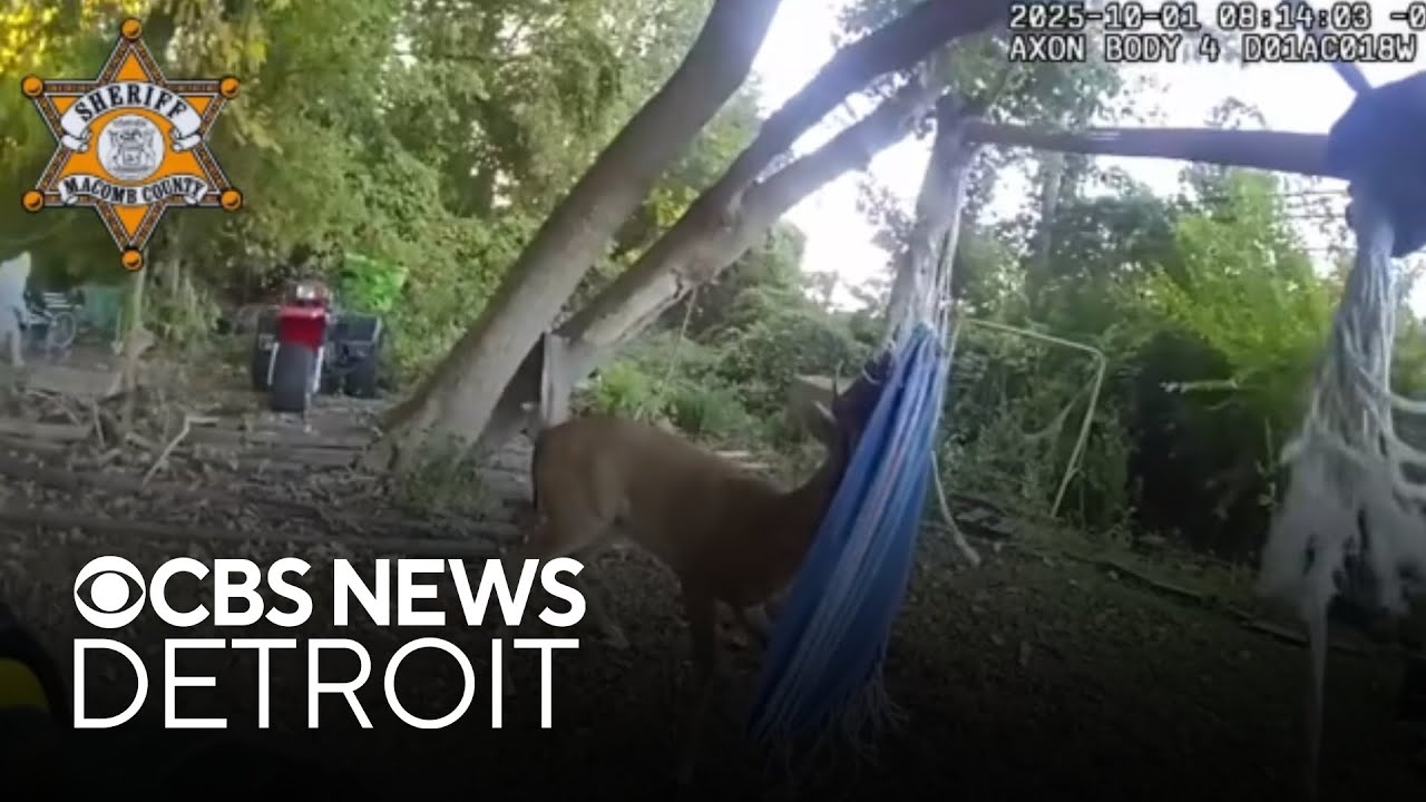Video Shows Law Enforcement Helping Deer Stuck In Hammock In Macomb