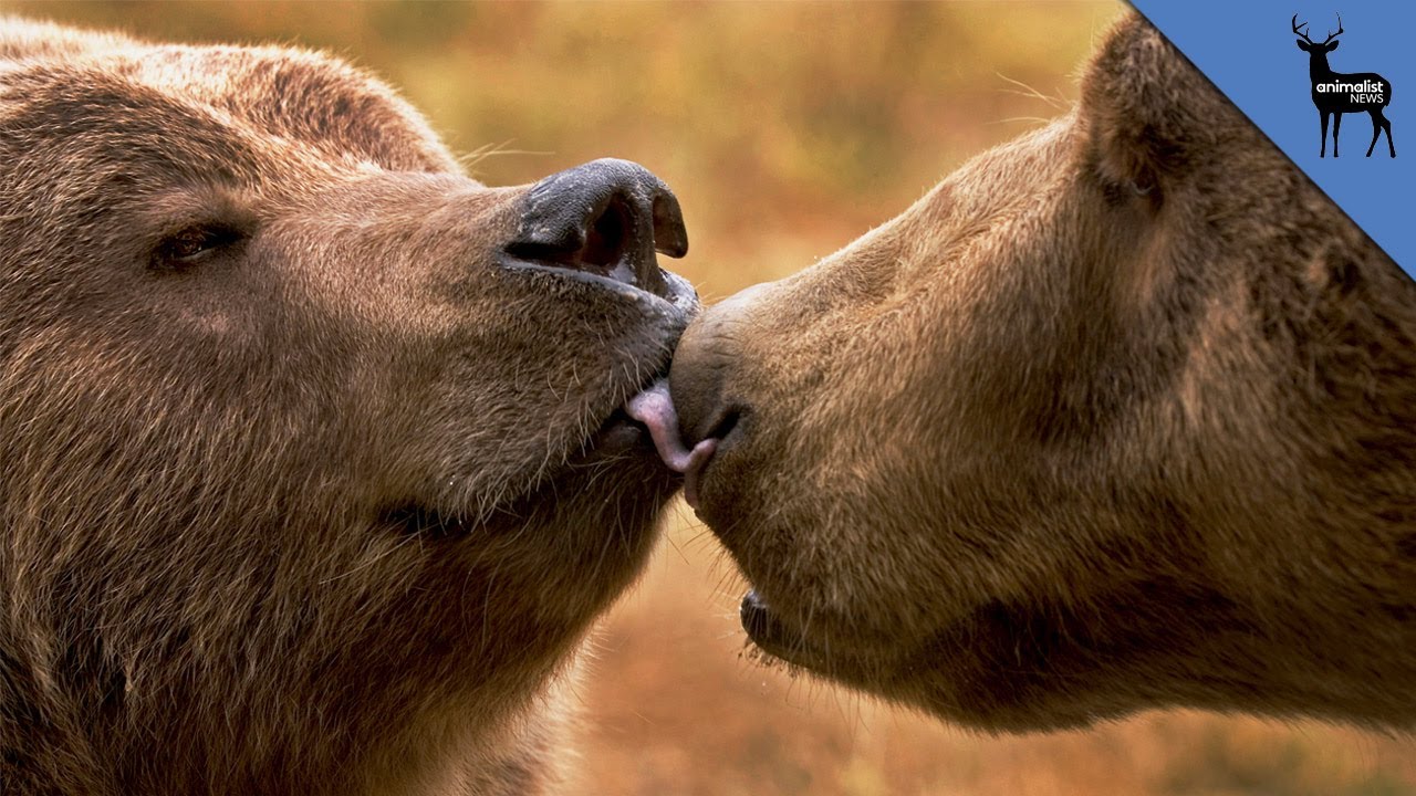 3 Animals That Love Oral Sex Youtube