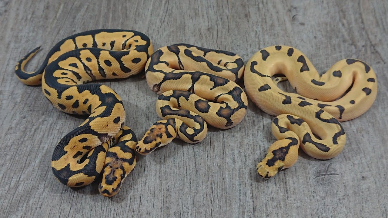 Desert Ghost Holdbacks 2022 Königspython Ball Python Python Regius