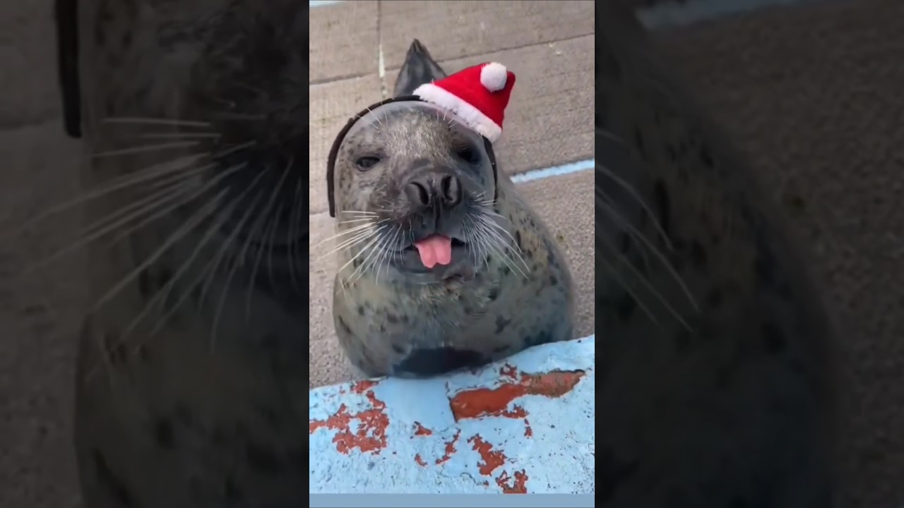 Bunny Eating Strawberries With Duck Housepetscare