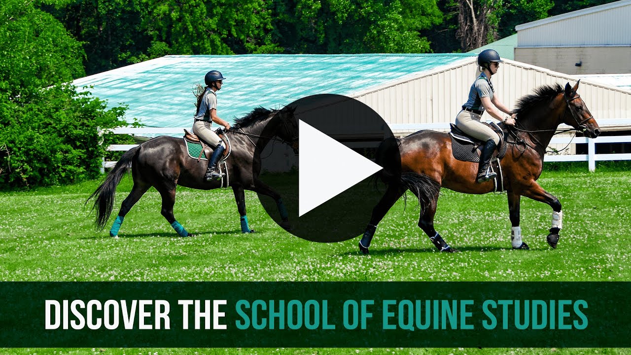 Lake Erie College School Of Equine Studies Youtube