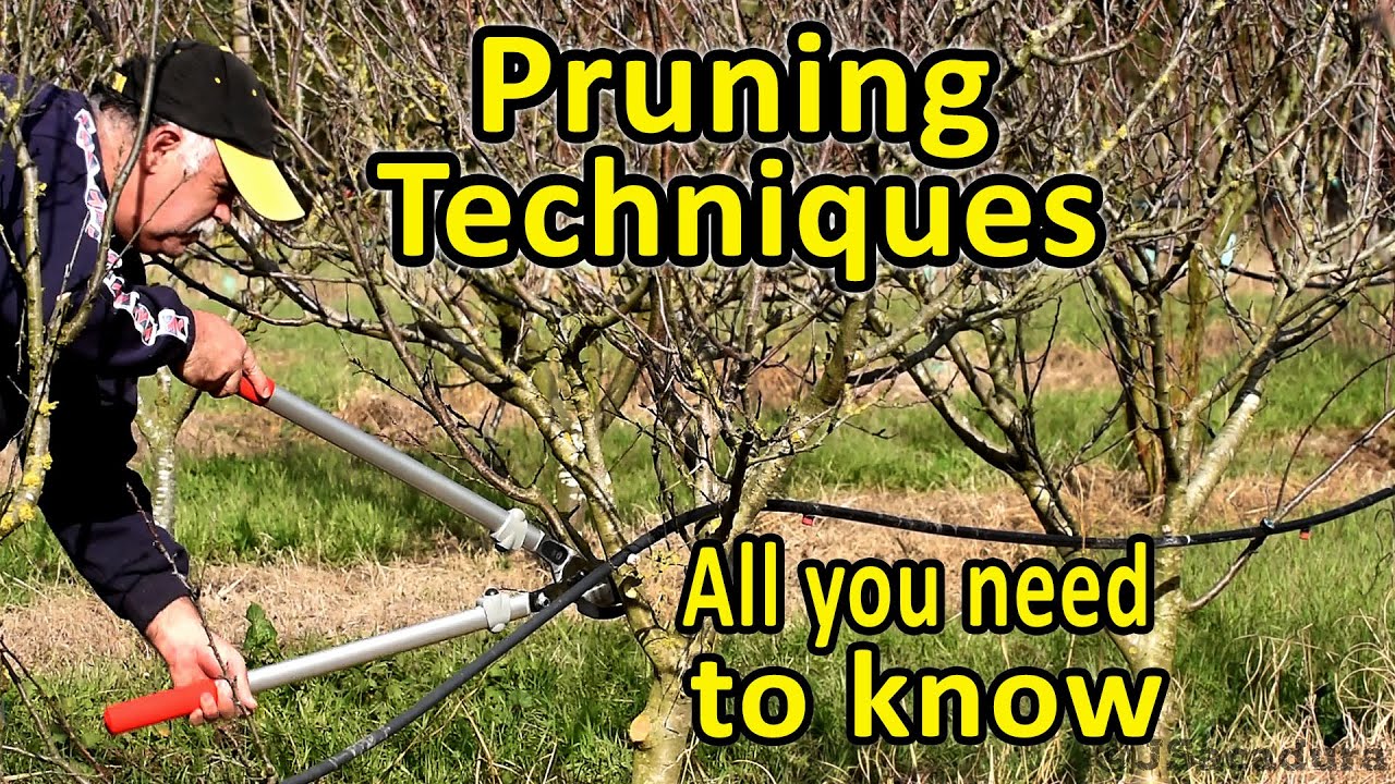 Fruit Trees Home Gardening Apple Cherry Pear Plum Fruit Tree