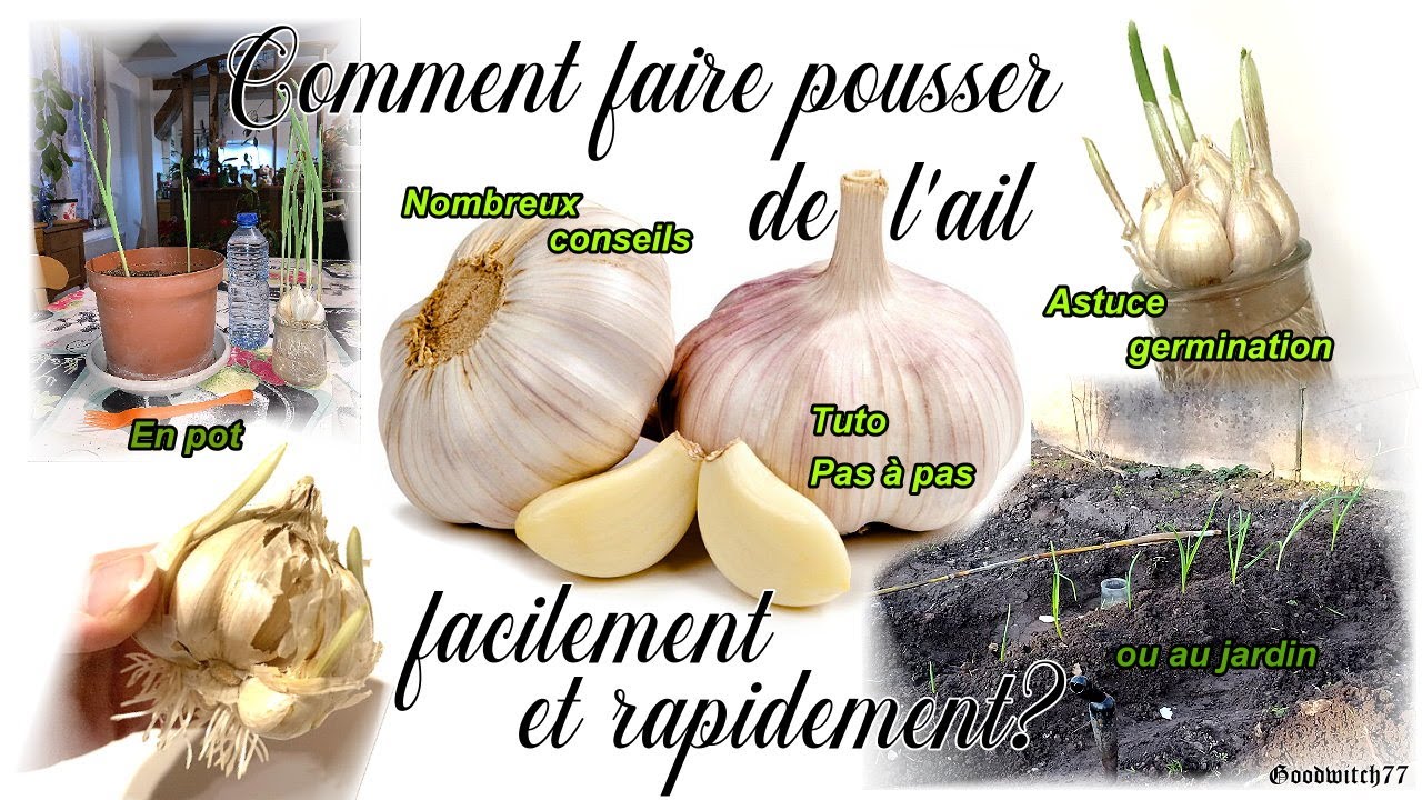 Comment Planter Et Faire Pousser De L Ail Rapidement En Pot Ou Au