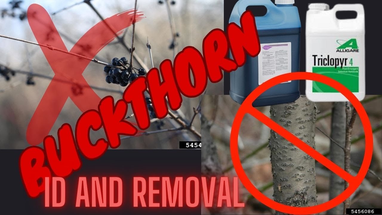 Buckthorn Identification And Removal Youtube