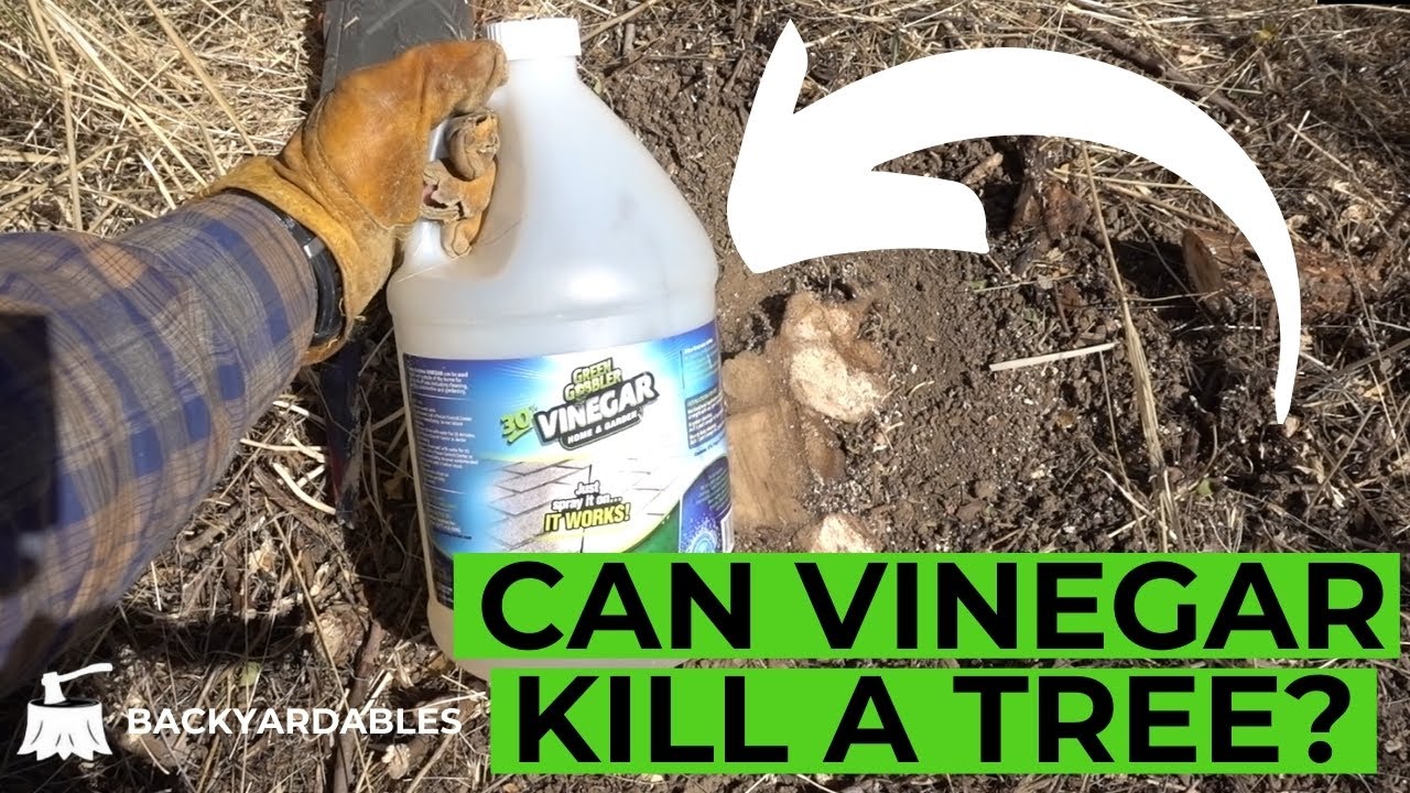 Will Vinegar Really Kill A Tree The Shocking Truth Revealed