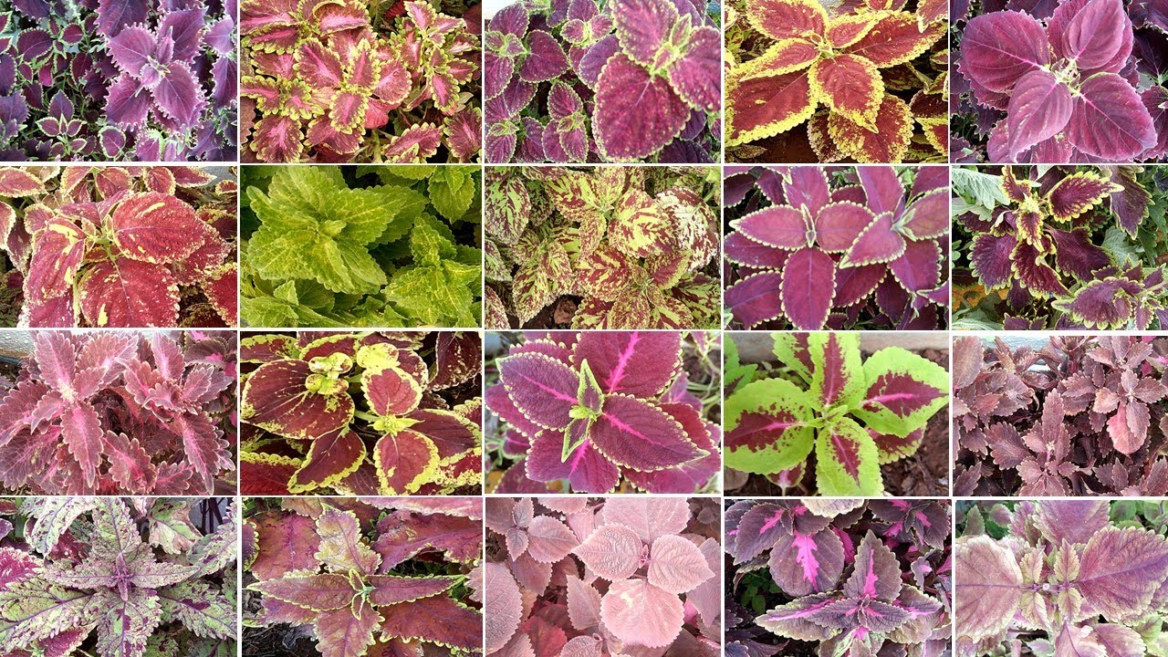 Coleus Plant Varieties Types Of Coleus Plants Coleus Plant Care
