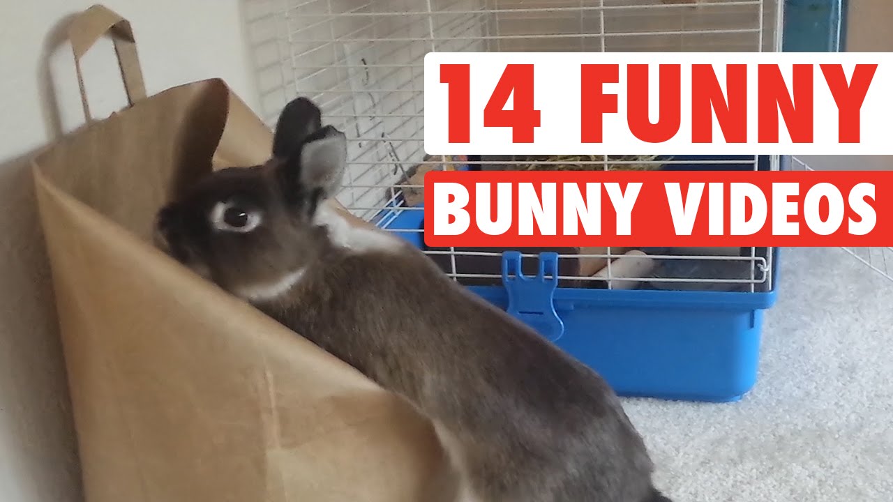 14 Funny Bunny Videos Awesome Bunnies Compilation Housepetscare