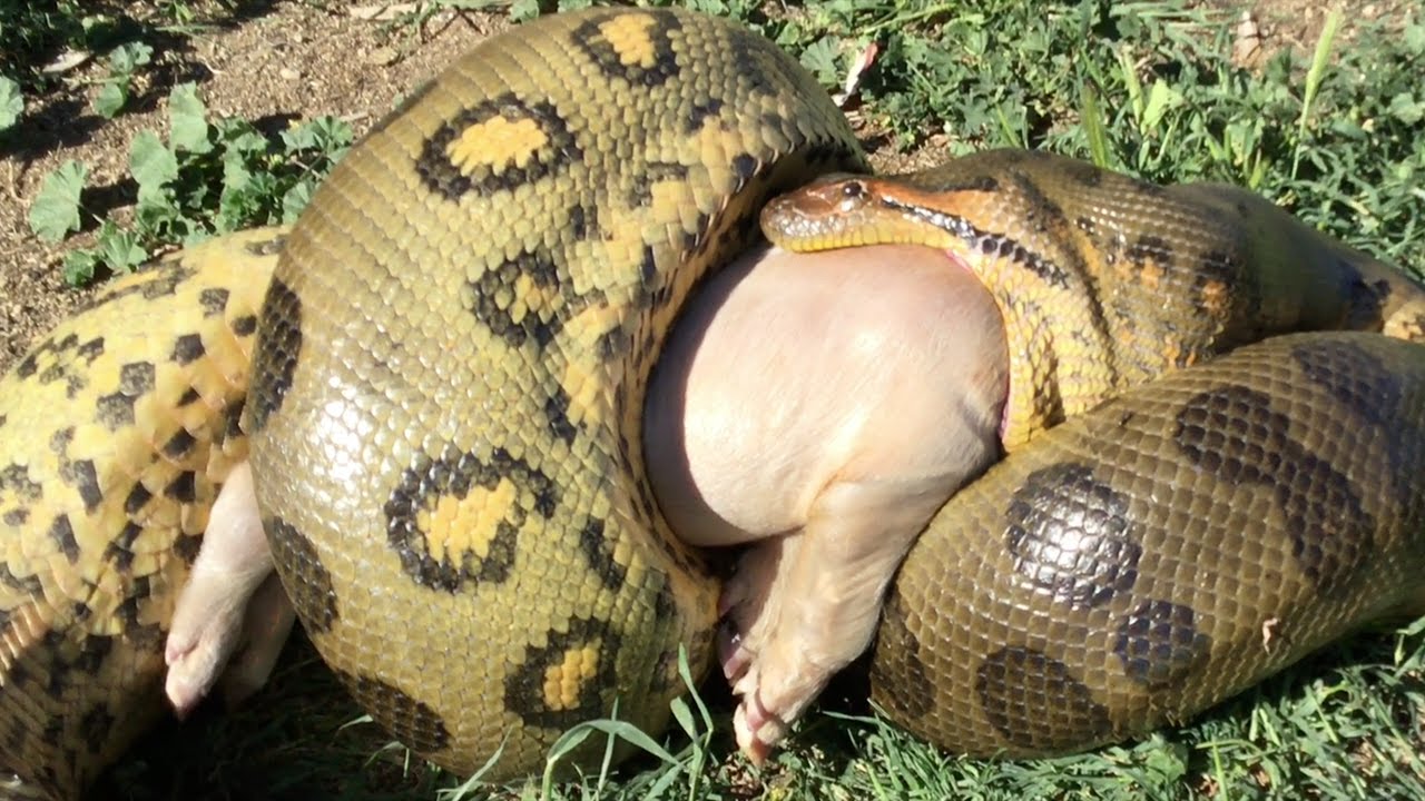 Anaconda Eats Pig Time Lapse X4 Youtube
