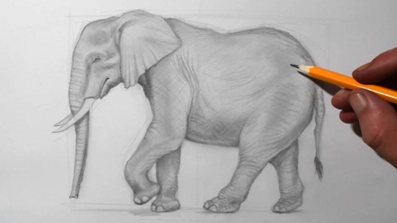 Pencil Drawings Of Elephants