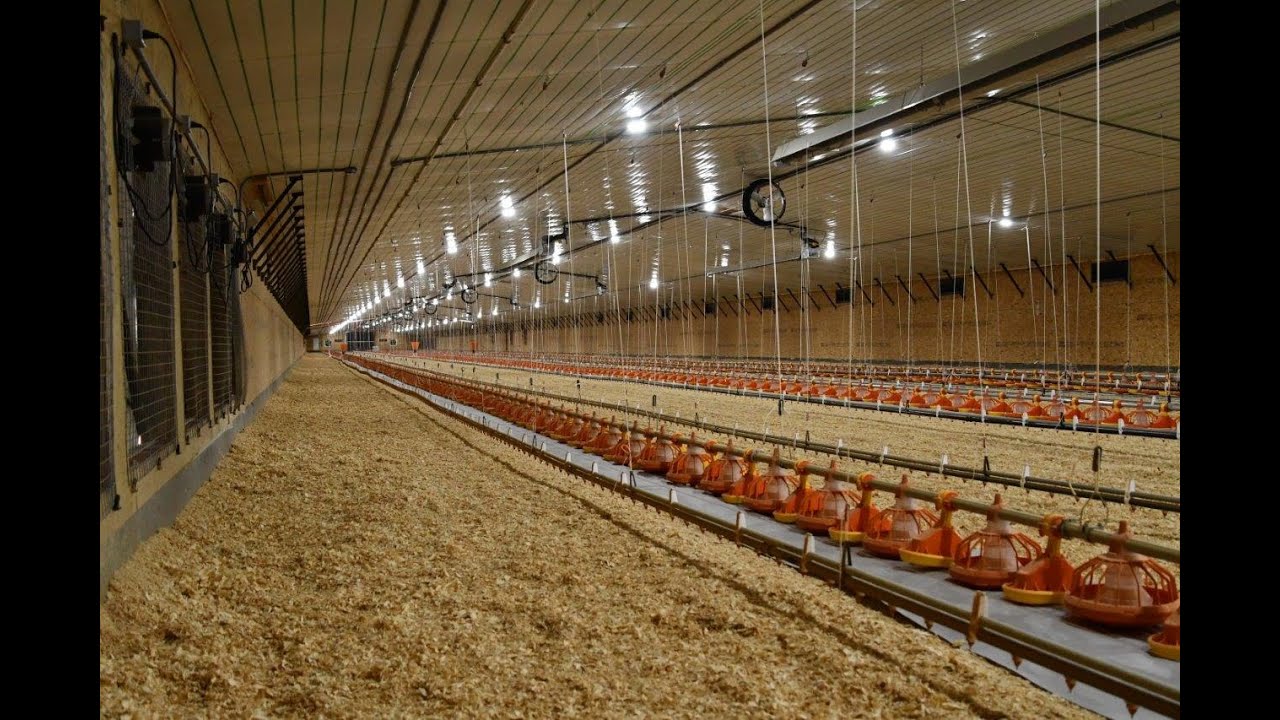 Introduction To Modern Broiler Production All Subjects Combined Youtube